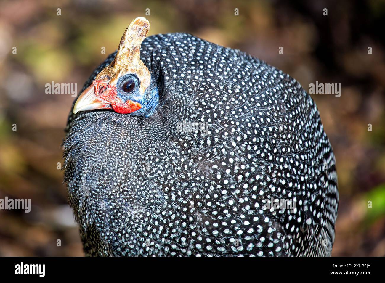 Das Helm-Perlhuhn mit seinem unverwechselbaren helmähnlichen Casque und ...