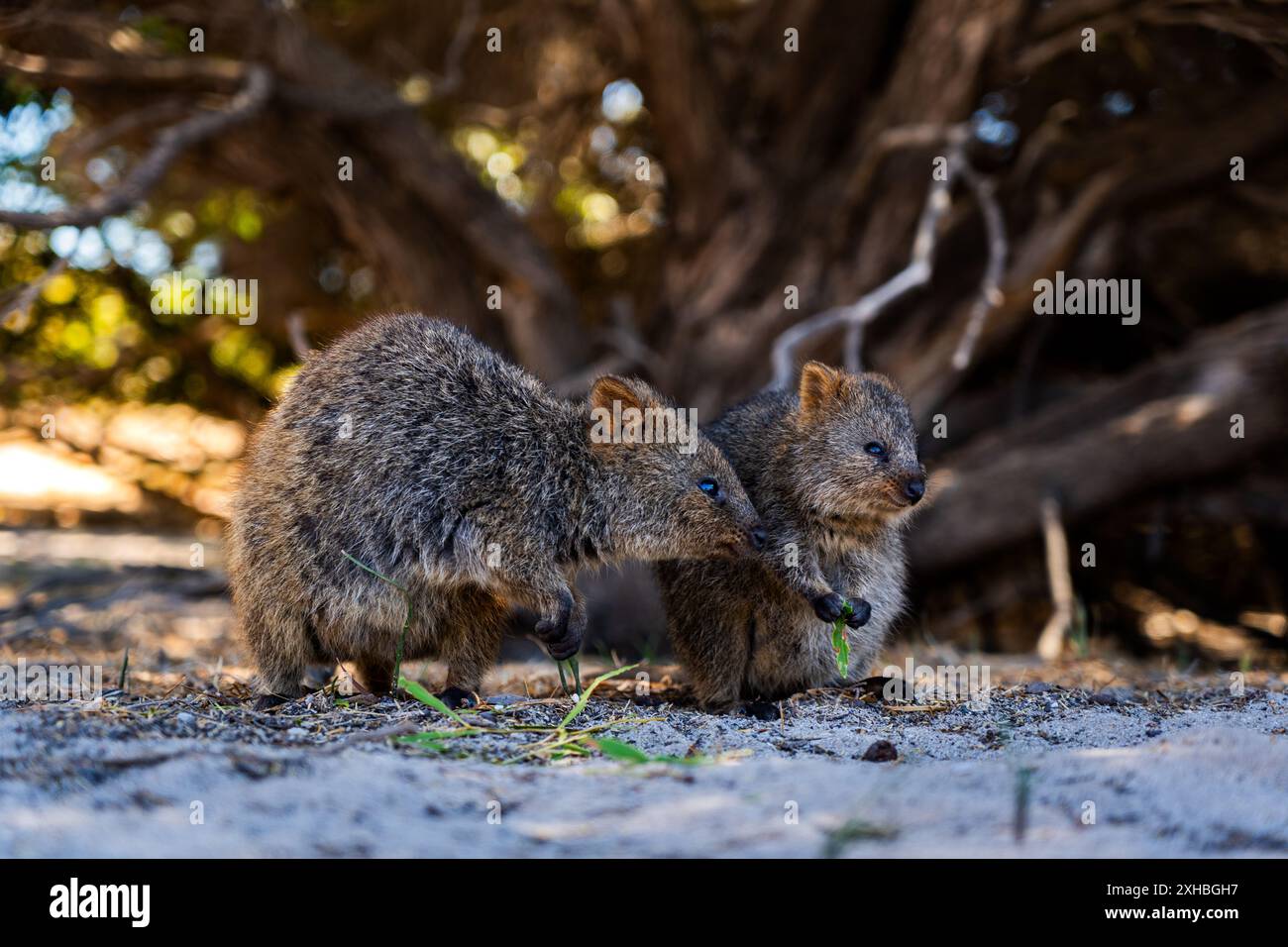 Lebensraum der quokkas -Fotos und -Bildmaterial in hoher Auflösung – Alamy