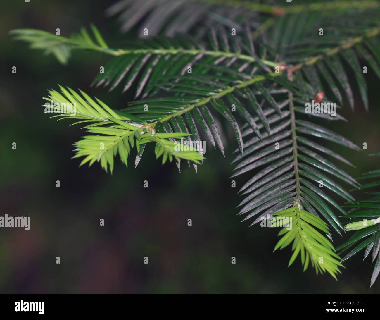 Torreya californica -Fotos und -Bildmaterial in hoher Auflösung – Alamy