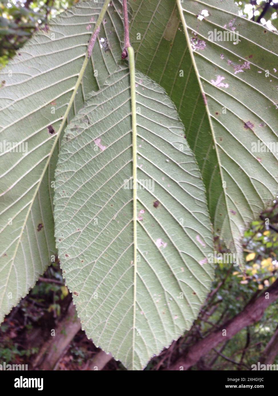 Rutschige ulme ulmus rubra -Fotos und -Bildmaterial in hoher Auflösung ...