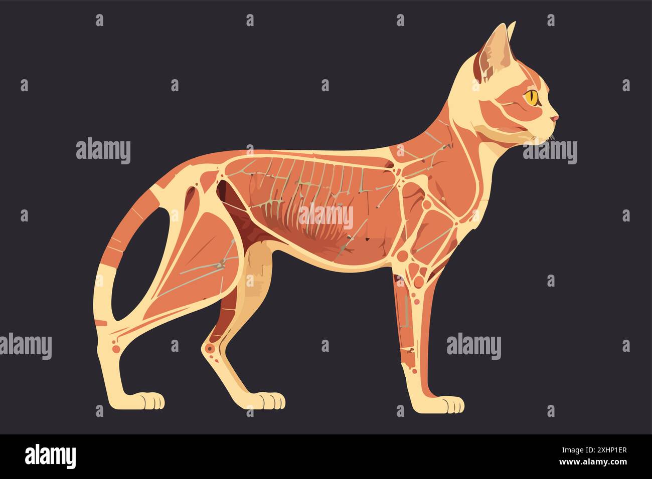 Katze Anatomie Skelett Stockfotos – WKTFRF