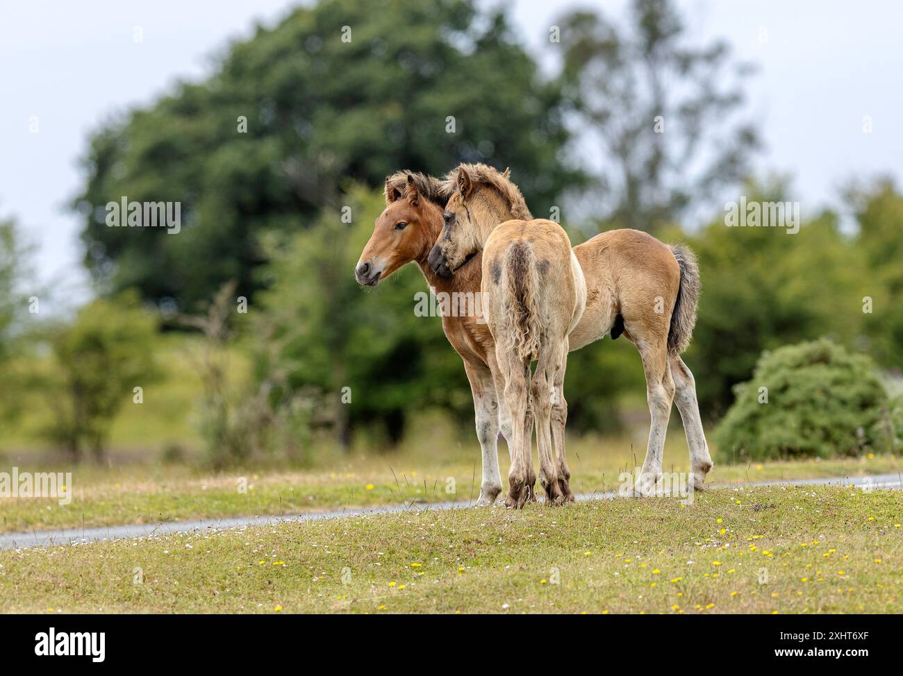 Dartmoor ponys in ihrer landschaft -Fotos und -Bildmaterial in hoher ...