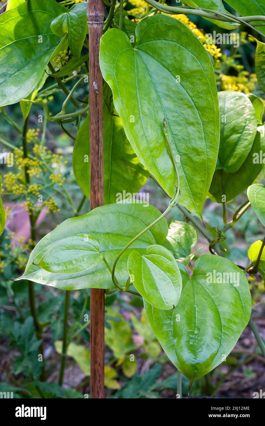 Dioscorea rotundata -Fotos und -Bildmaterial in hoher Auflösung – Alamy