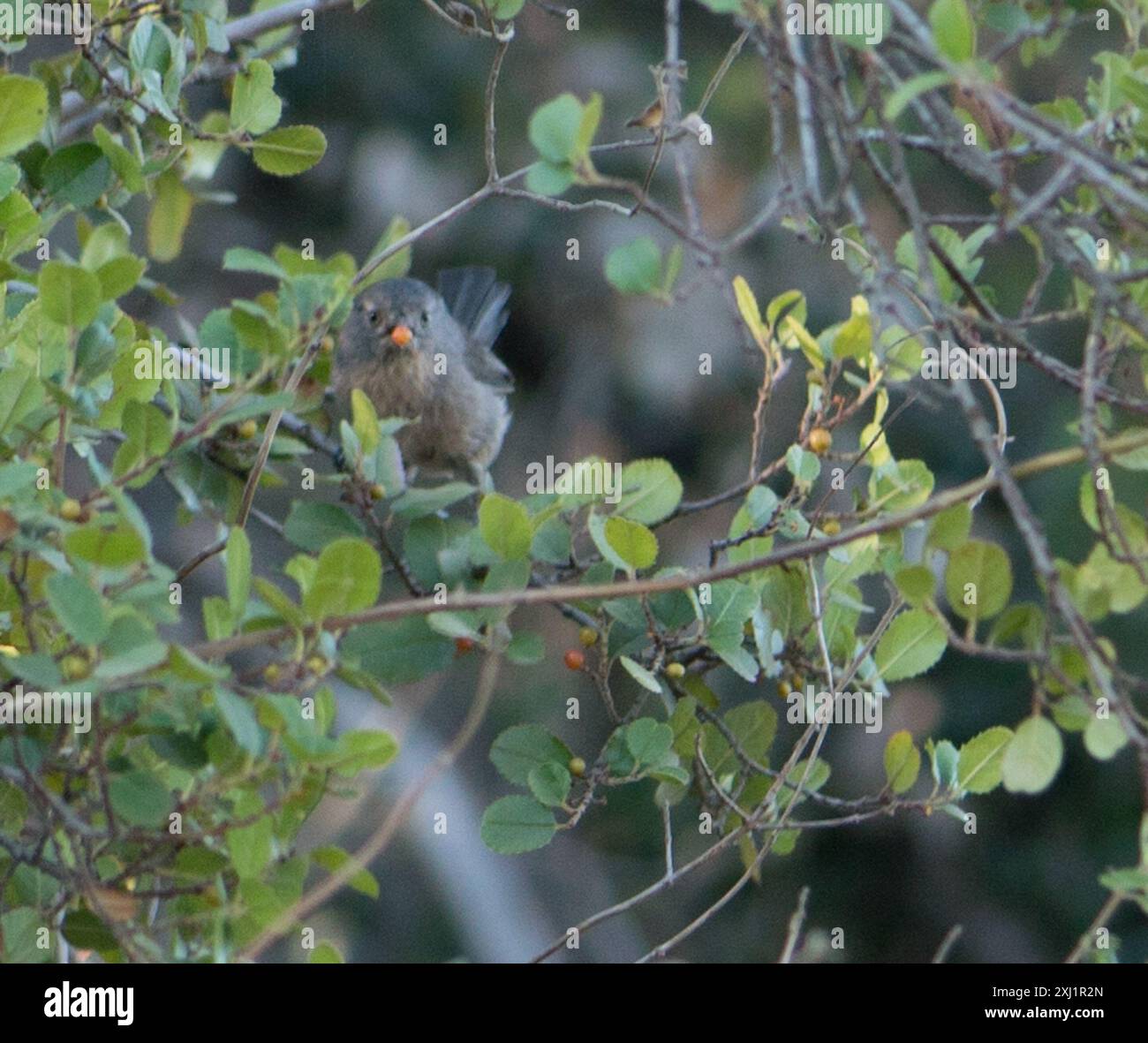 Chamaea fasciata -Fotos und -Bildmaterial in hoher Auflösung – Alamy
