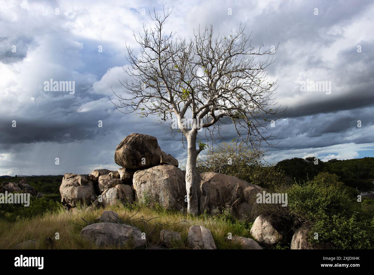 Der Helicopter Tree findet sich oft in Bereichen mit Granitausbissen ...