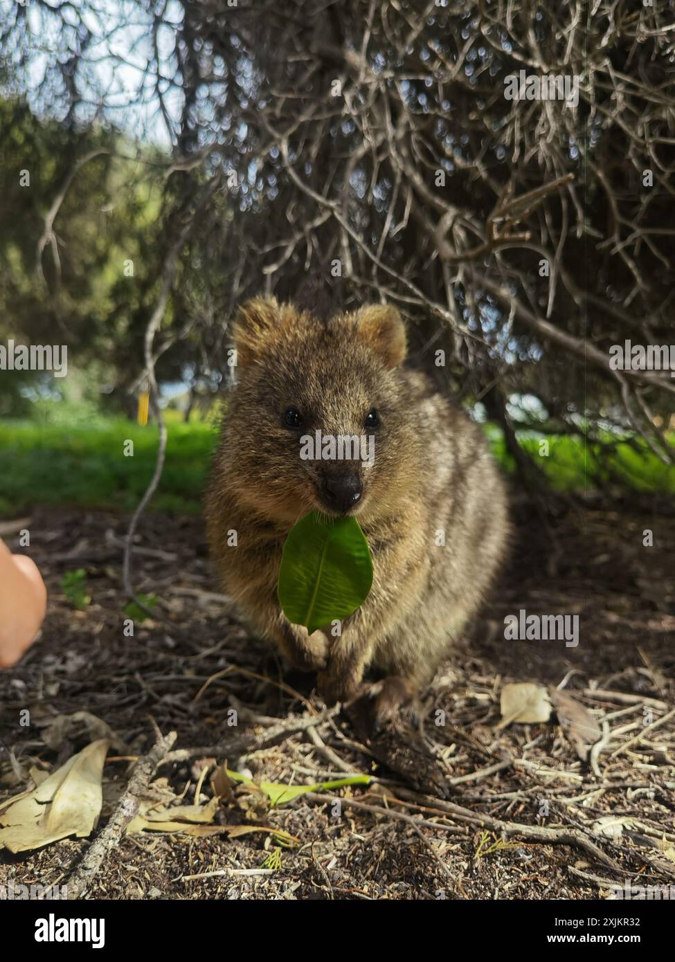 Quokka sichtungen -Fotos und -Bildmaterial in hoher Auflösung – Alamy