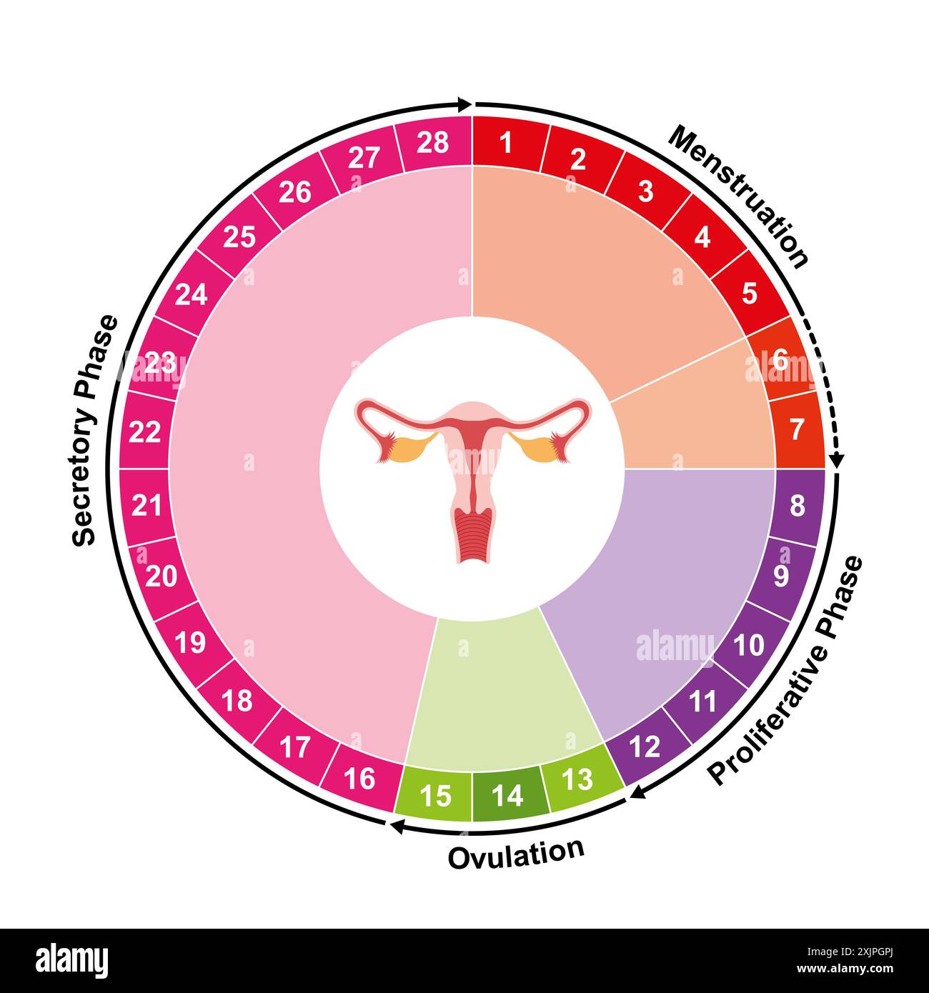 Menstruation cycle -Fotos und -Bildmaterial in hoher Auflösung – Alamy