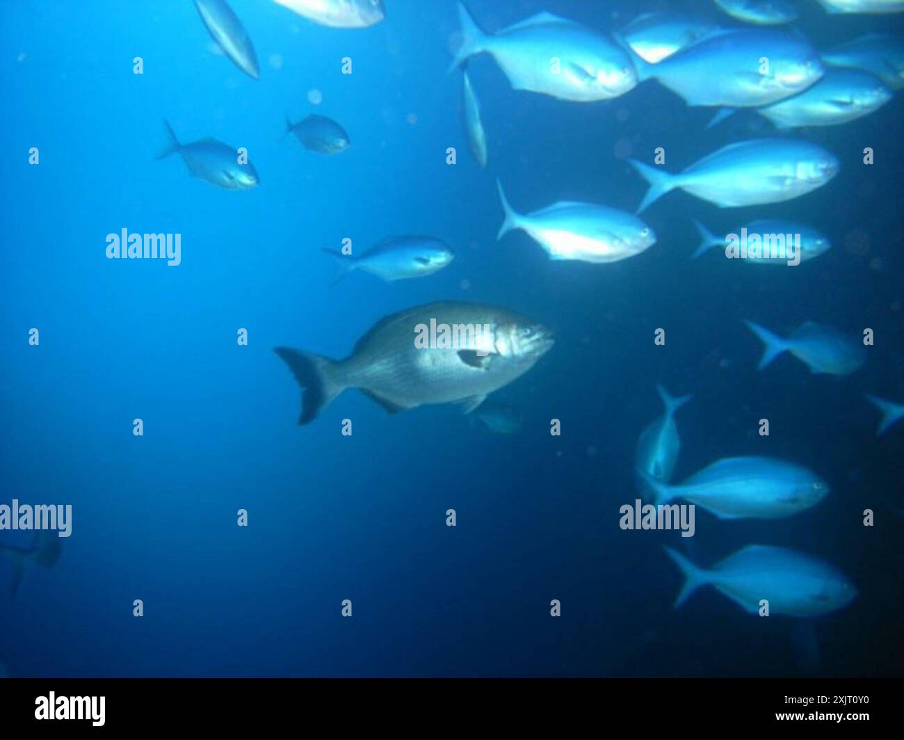 Kyphosus sydneyanus -Fotos und -Bildmaterial in hoher Auflösung – Alamy