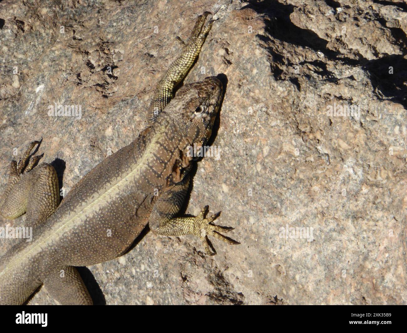 Microlophus peruvianus -Fotos und -Bildmaterial in hoher Auflösung – Alamy