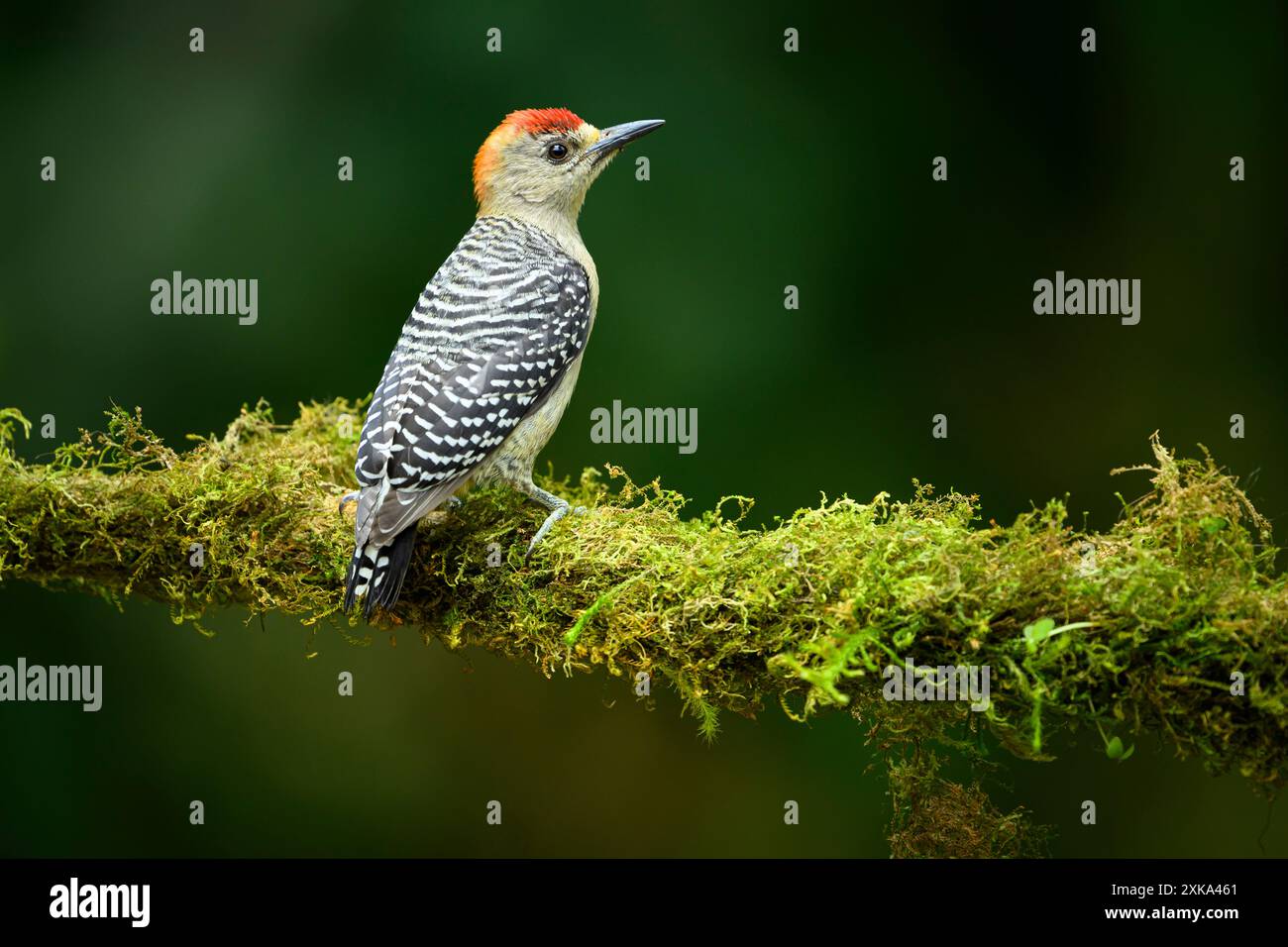Panama avifauna -Fotos und -Bildmaterial in hoher Auflösung – Alamy
