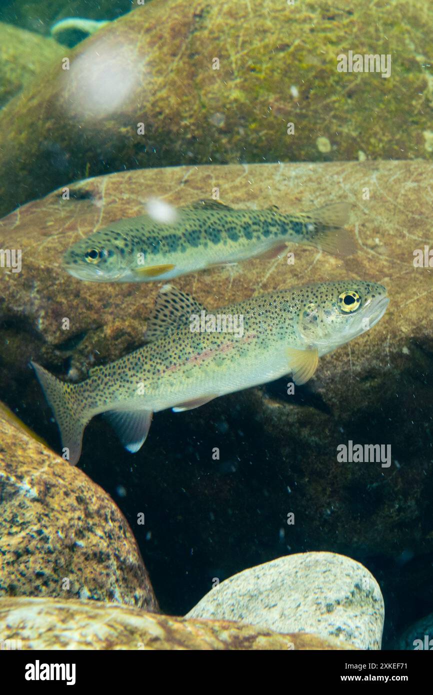 Springende forelle -Fotos und -Bildmaterial in hoher Auflösung – Alamy