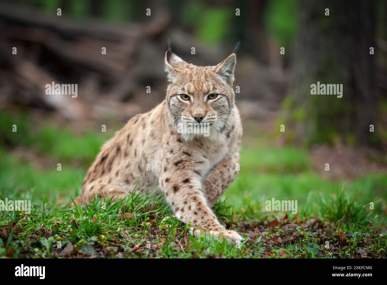 Ein Luchs, eine mittelgroße Wildkatze mit spitzen Ohren und Fell, sitzt ...