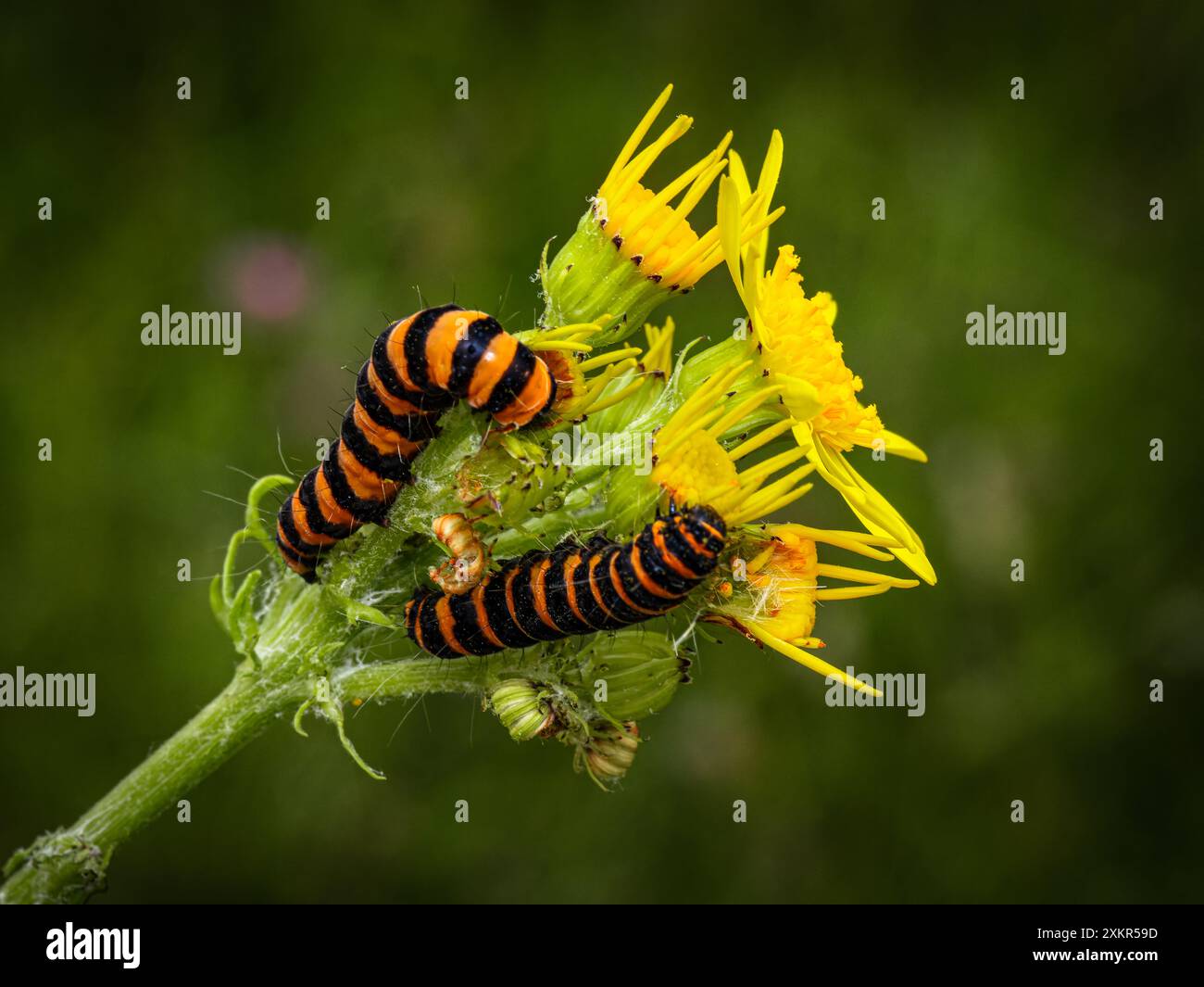 Zinnober Raupenmotten, Tigermotten. Eine Makroaufnahme einer raupe, die ...