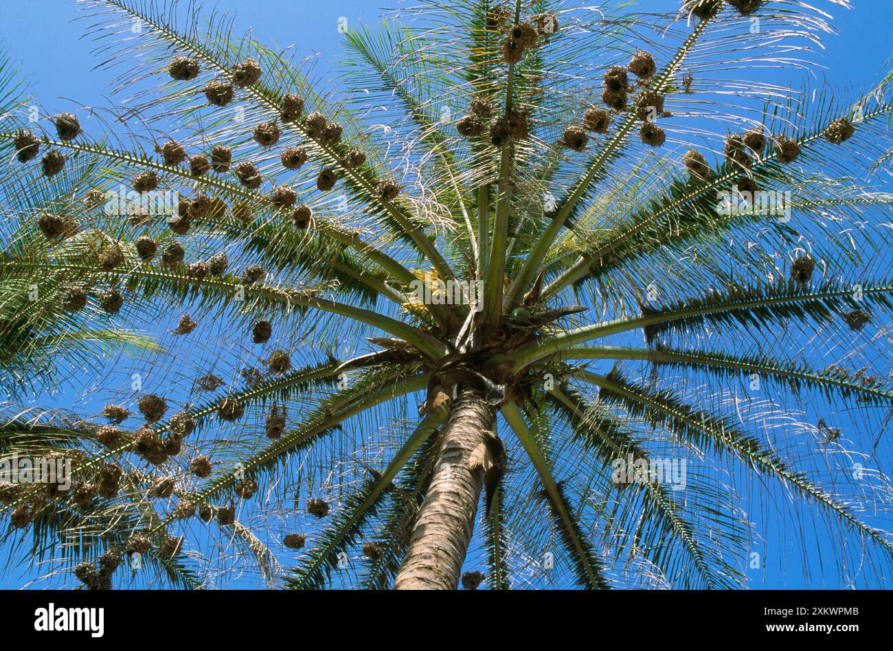 Birds nests -Fotos und -Bildmaterial in hoher Auflösung – Alamy