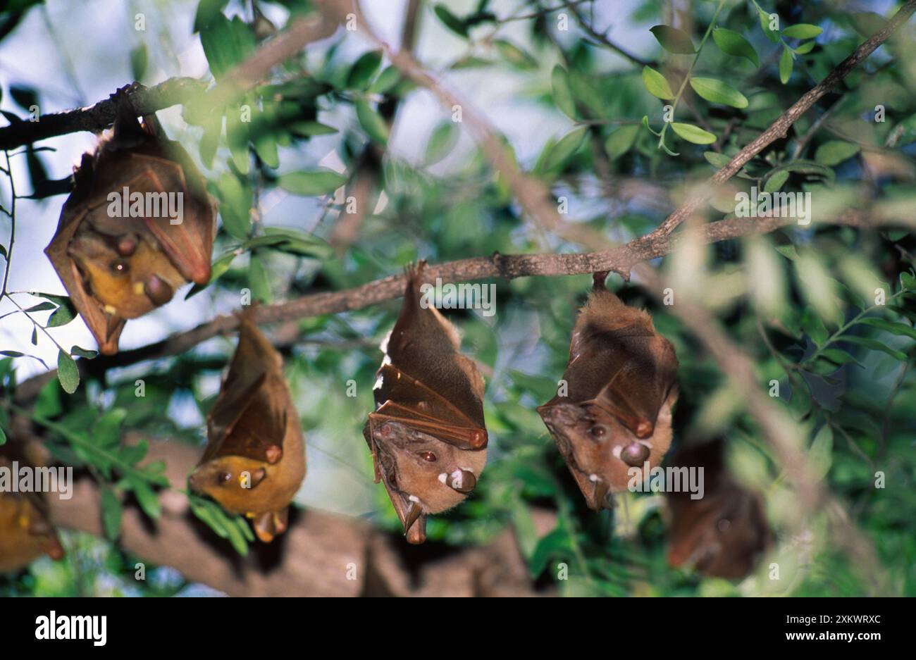 Epauletted fruit bat -Fotos und -Bildmaterial in hoher Auflösung – Alamy