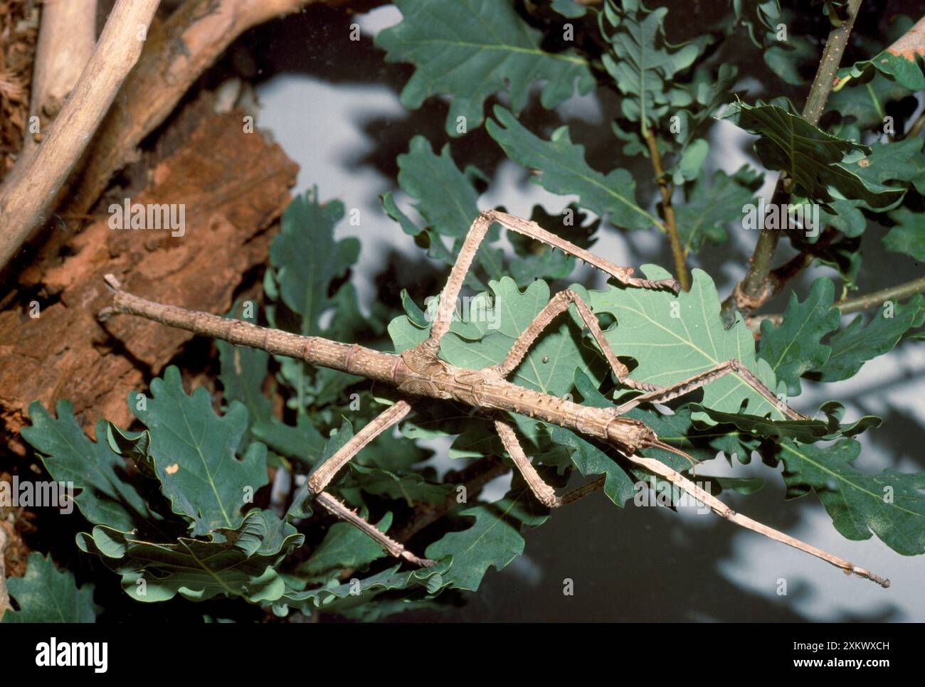 Giant stick -Fotos und -Bildmaterial in hoher Auflösung – Alamy