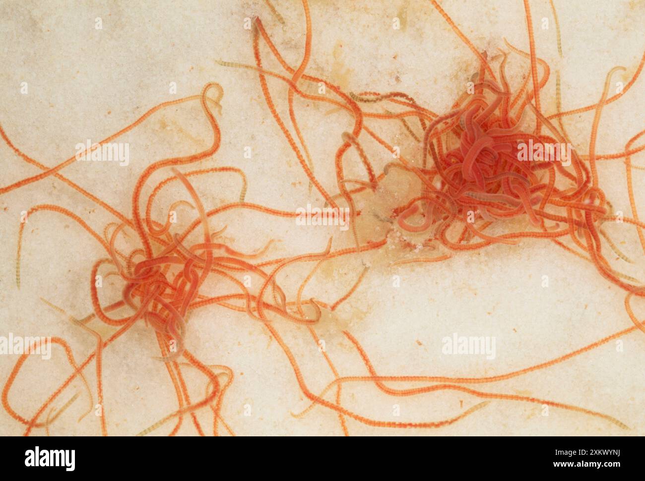 Annelid worms -Fotos und -Bildmaterial in hoher Auflösung – Alamy
