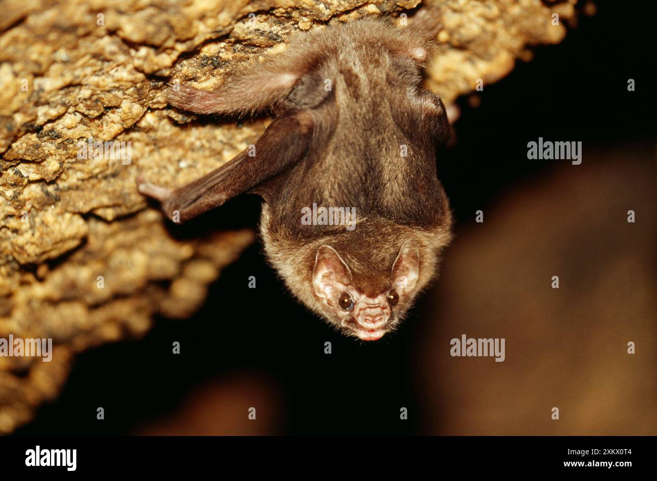 Vampirfledermaus mit behaarten beinen -Fotos und -Bildmaterial in hoher ...