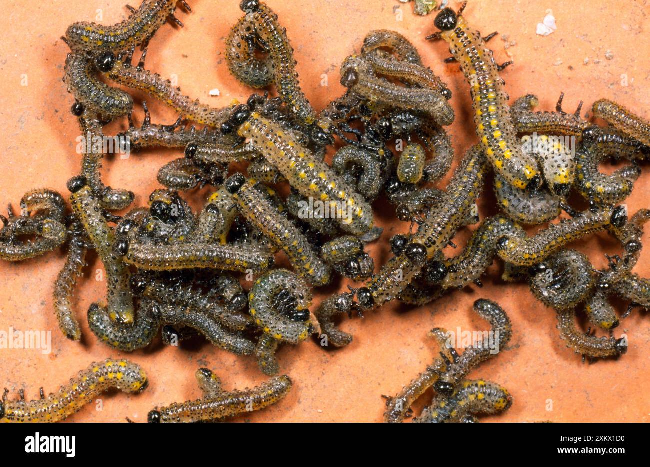 Larven von insekten -Fotos und -Bildmaterial in hoher Auflösung - Seite ...