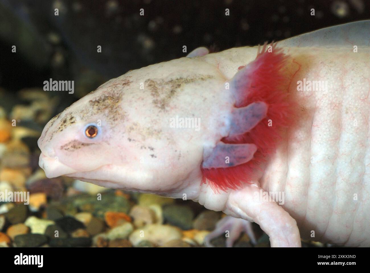 Axolotl ambystoma mexicanum larve -Fotos und -Bildmaterial in hoher ...