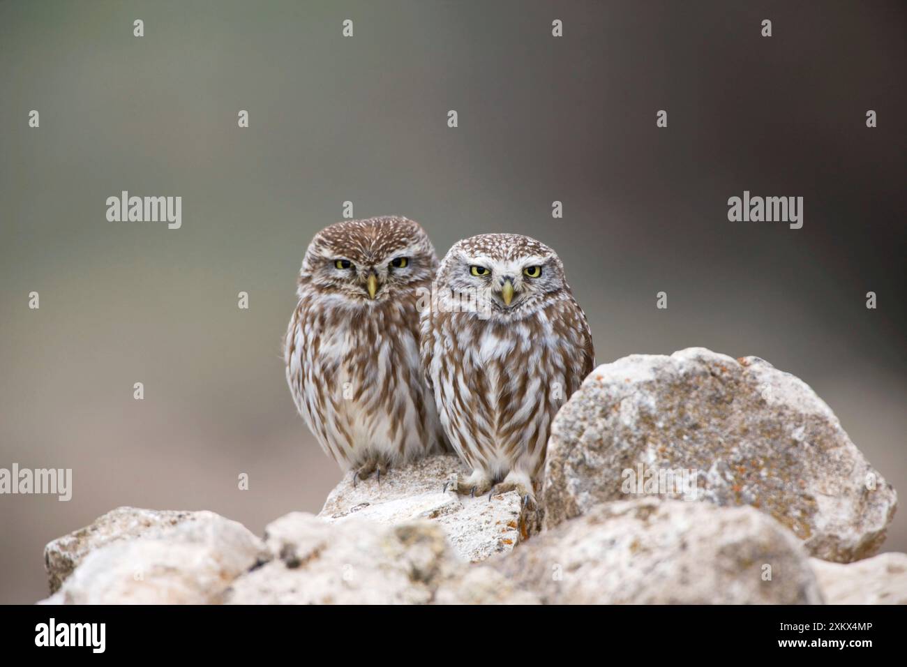 Zwei kleine eulen -Fotos und -Bildmaterial in hoher Auflösung – Alamy