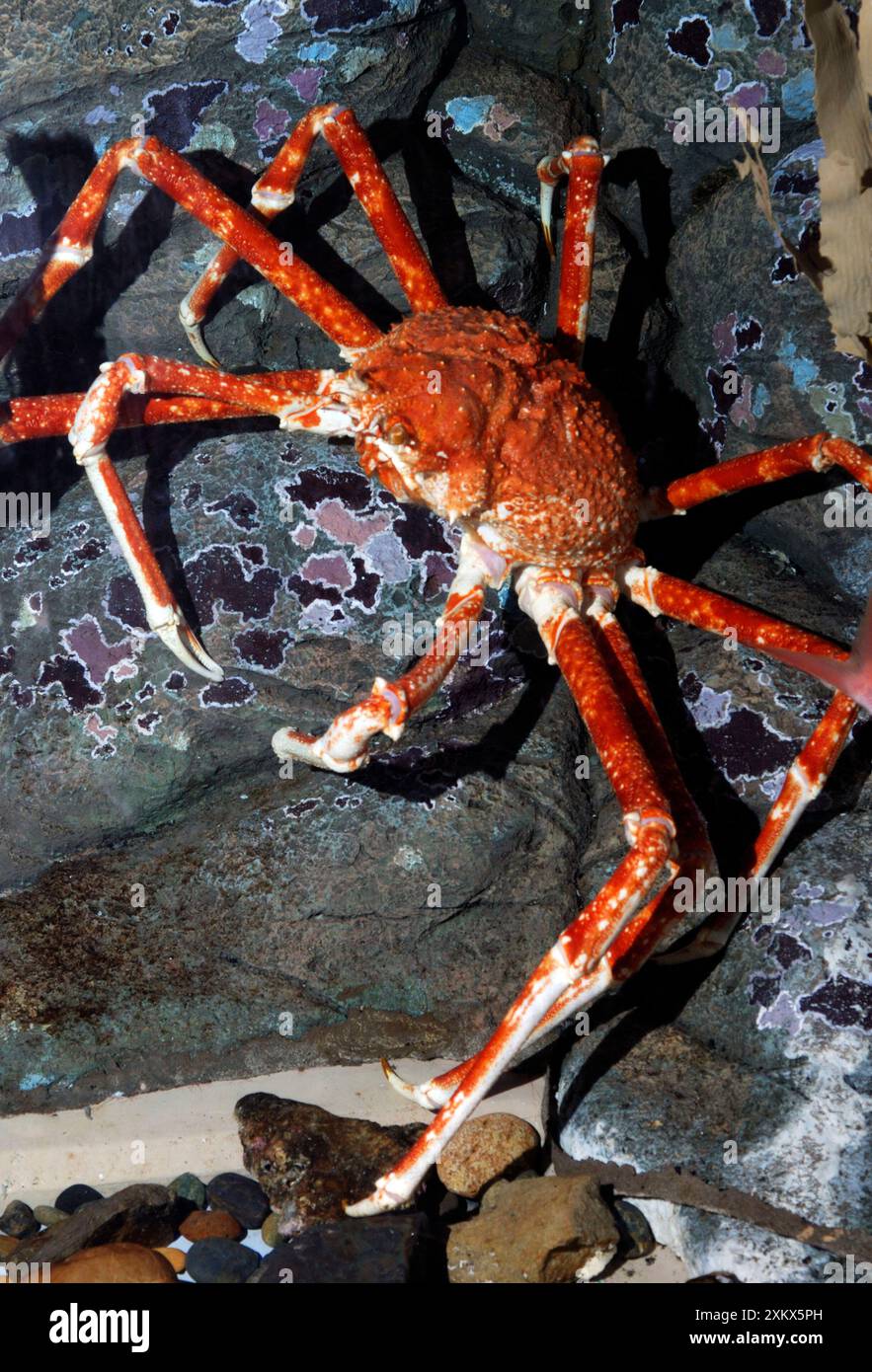 Essbare riesenkrabbe -Fotos und -Bildmaterial in hoher Auflösung – Alamy