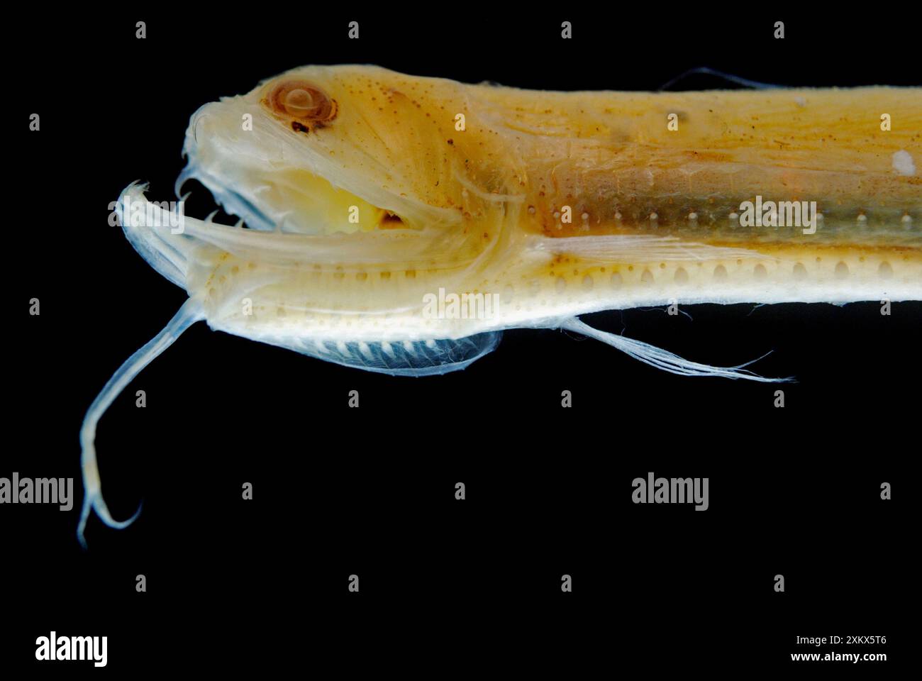 Gulper eel -Fotos und -Bildmaterial in hoher Auflösung – Alamy