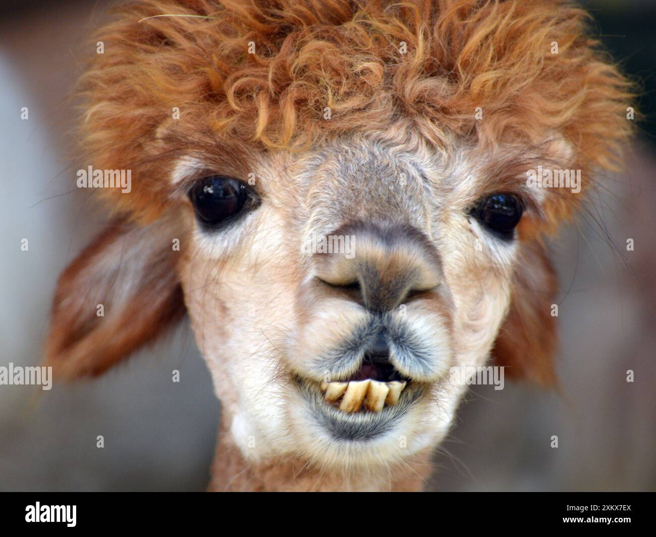 Daft animals -Fotos und -Bildmaterial in hoher Auflösung – Alamy