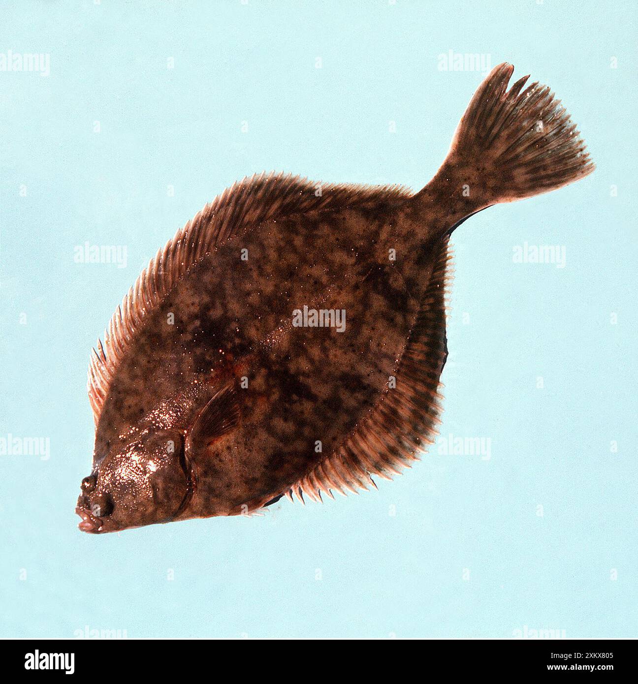 Fisch und tierwelt -Fotos und -Bildmaterial in hoher Auflösung – Alamy