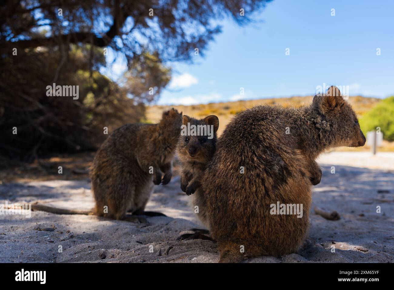 Quokka verhalten -Fotos und -Bildmaterial in hoher Auflösung – Alamy