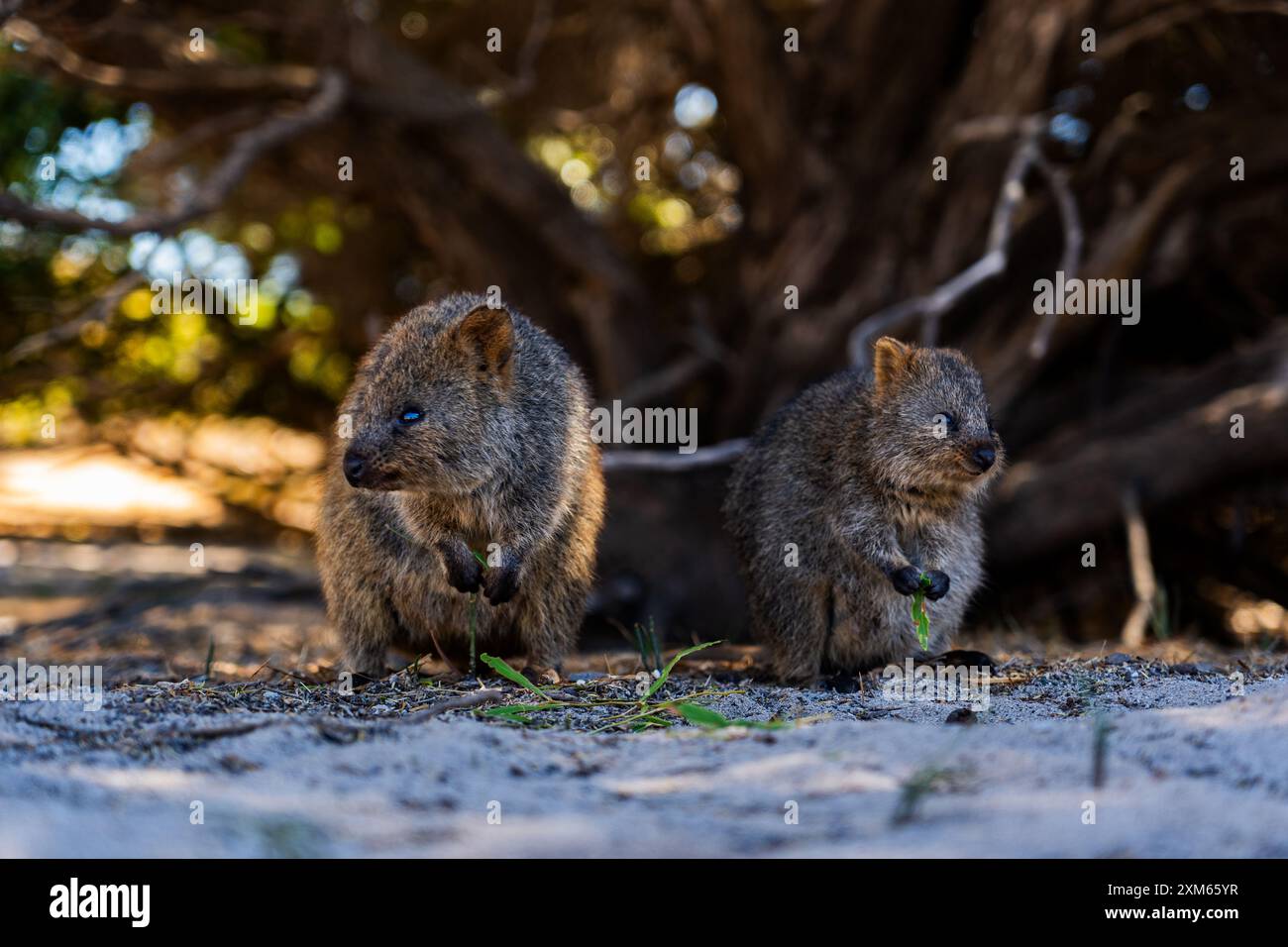 Quokka verhalten -Fotos und -Bildmaterial in hoher Auflösung – Alamy