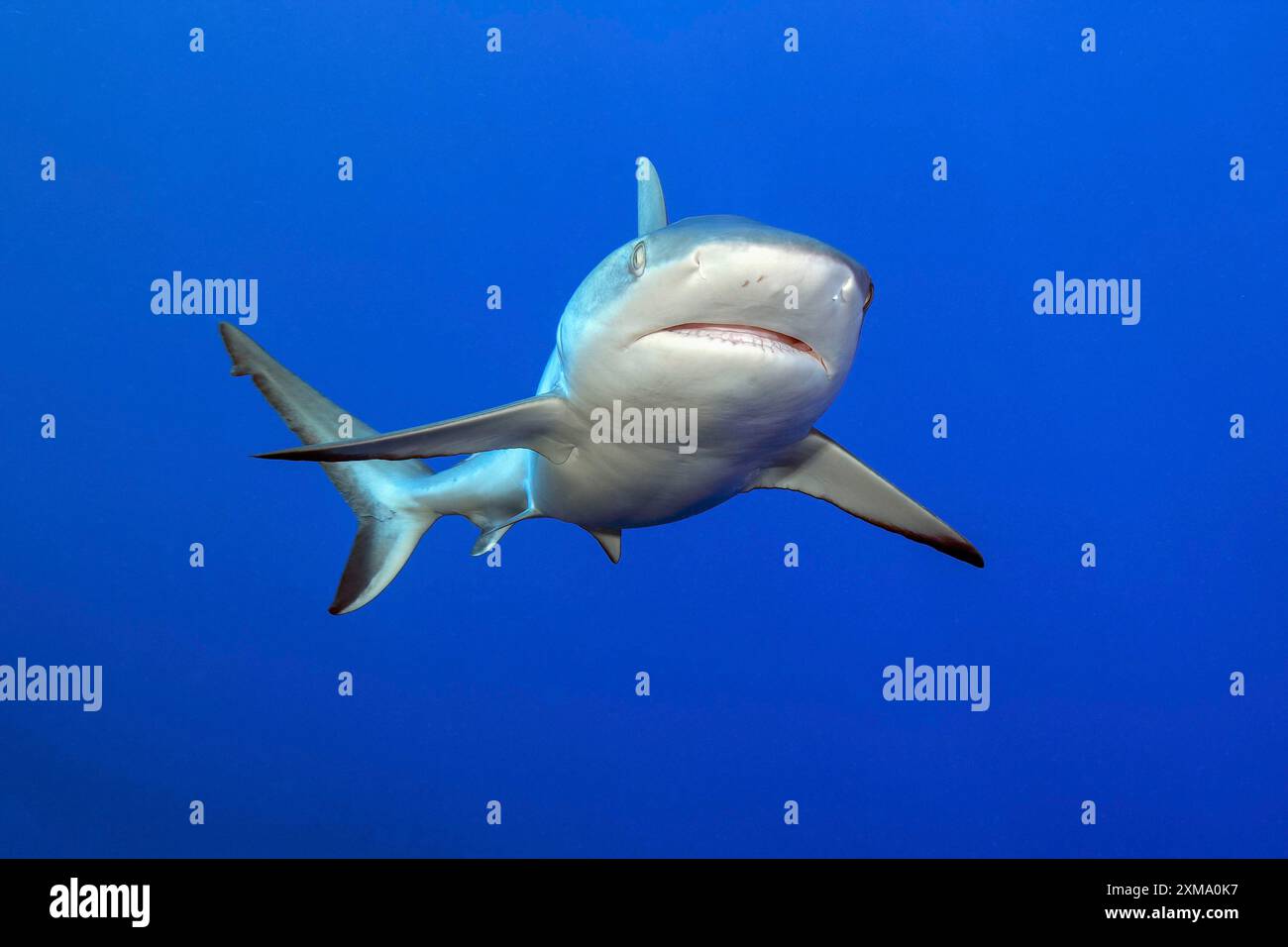 Offenes haifischmaul -Fotos und -Bildmaterial in hoher Auflösung – Alamy