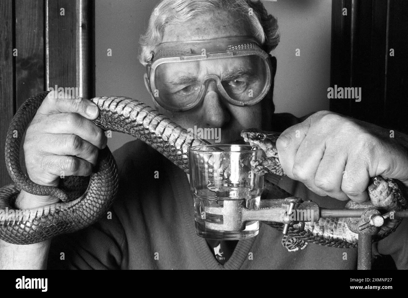 Jack Corney, Direktor des Isle of Wight Zoo in Sandown, melkte eine ...