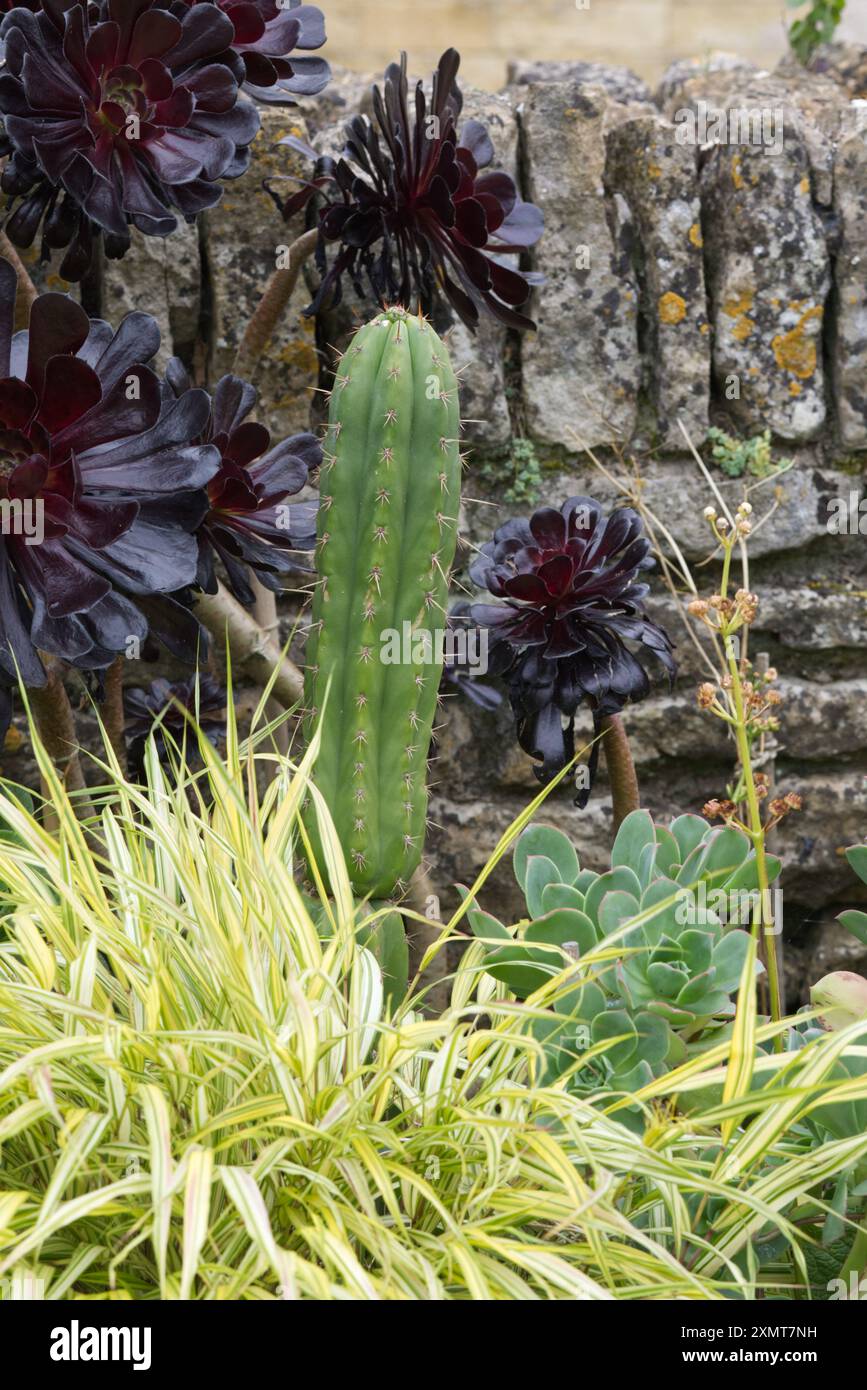 Markanter kaktus -Fotos und -Bildmaterial in hoher Auflösung – Alamy