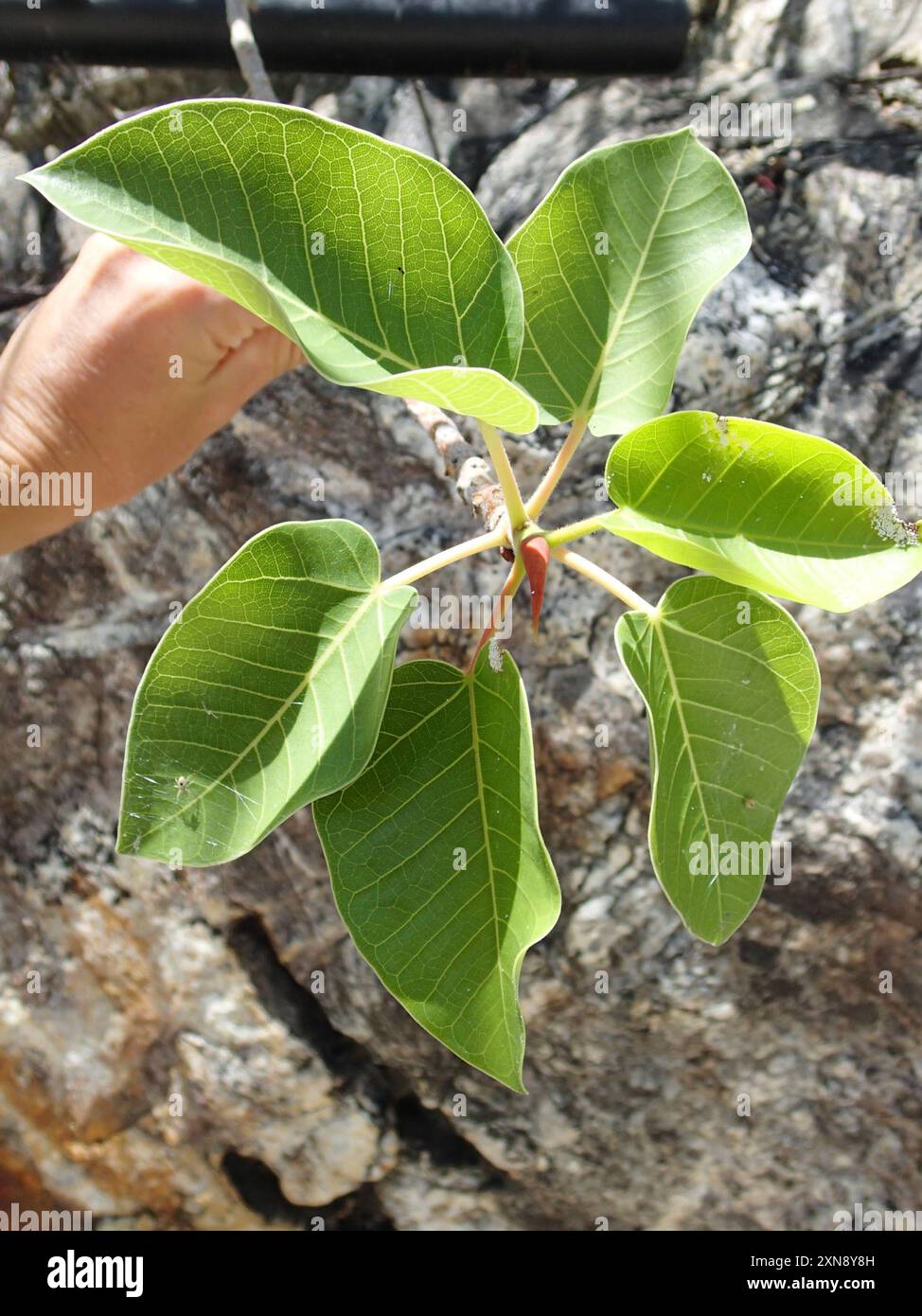 Ficus palmeri -Fotos und -Bildmaterial in hoher Auflösung – Alamy
