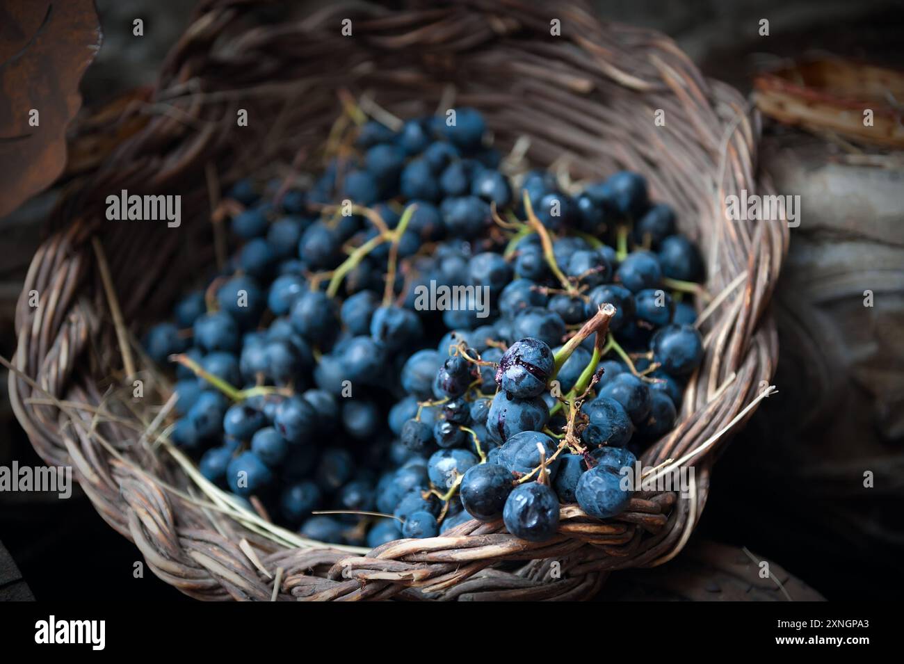 Trauben stampfen -Fotos und -Bildmaterial in hoher Auflösung – Alamy