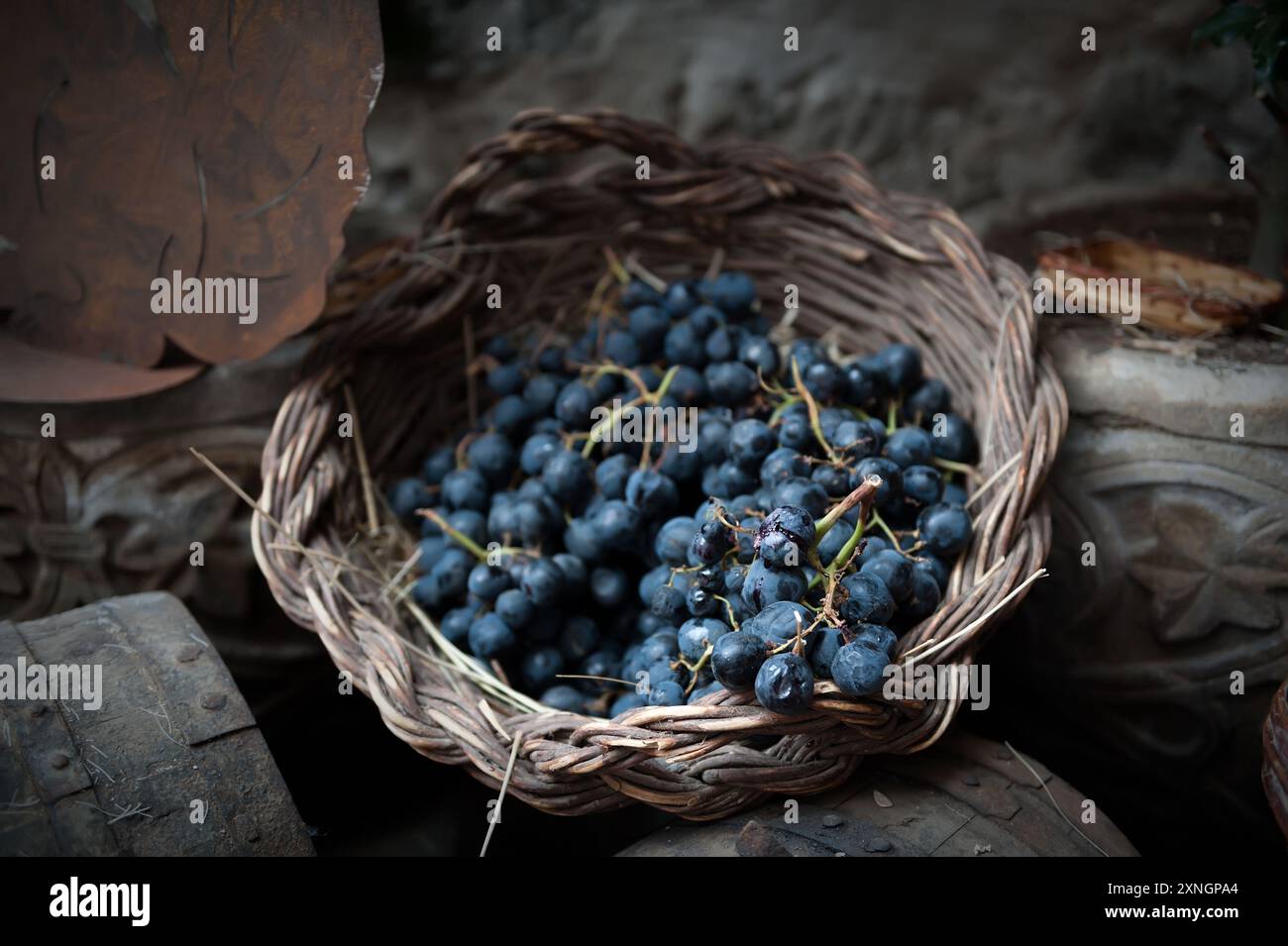 Trauben stampfen -Fotos und -Bildmaterial in hoher Auflösung – Alamy