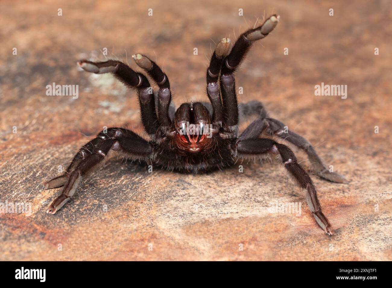 Weibliche Chilobrachys-Tarantel aus Sikkim. Beachten Sie die langen ...