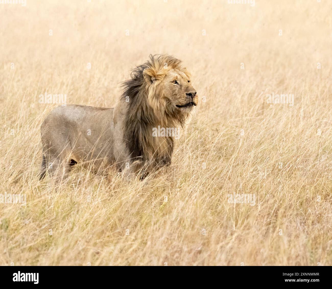 Der männliche Löwe (Panthera leo) ist eine große Katze der Gattung ...
