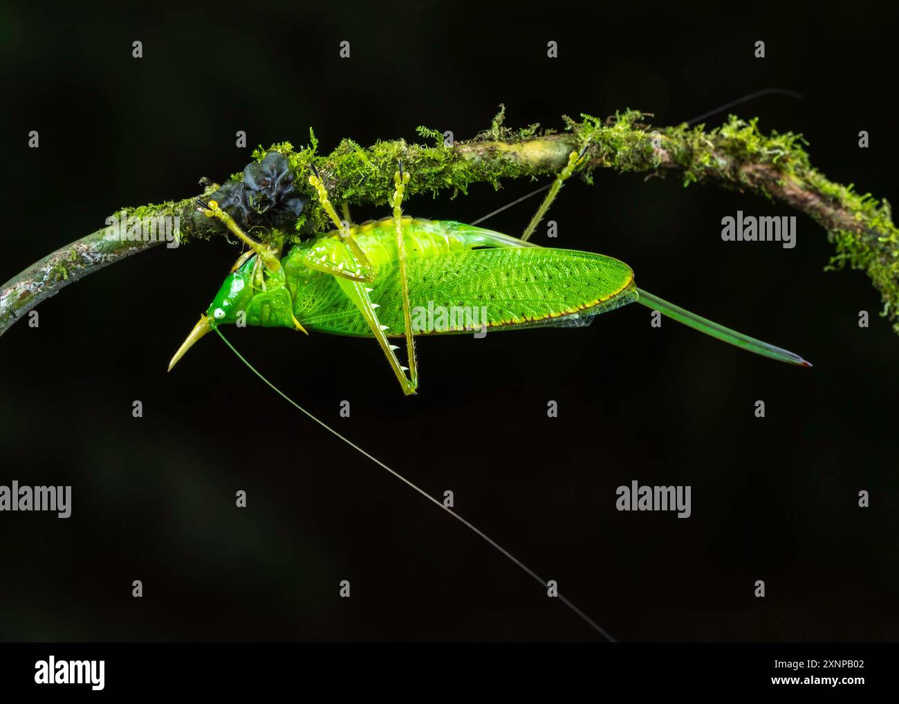 Katydiden sind eine große Gruppe von Insekten in der Ordnung Orthoptera ...