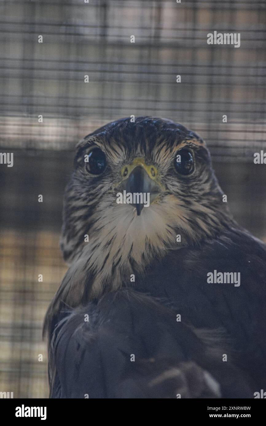 Merlin der zauberer -Fotos und -Bildmaterial in hoher Auflösung – Alamy