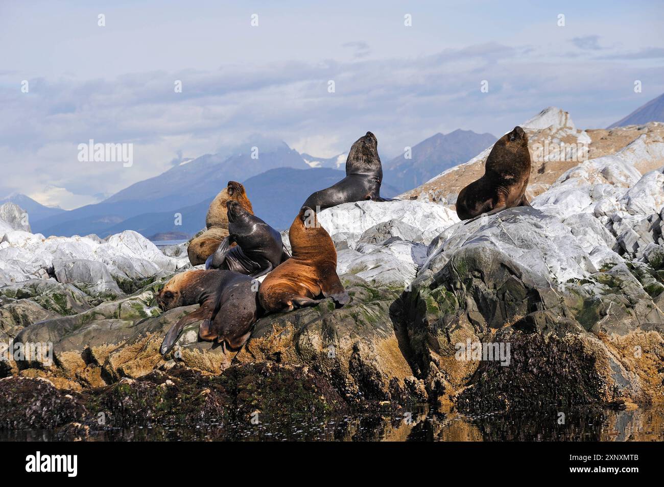 Mähnenrobben+im+beagle kanal,+argentinien -Fotos und -Bildmaterial in ...
