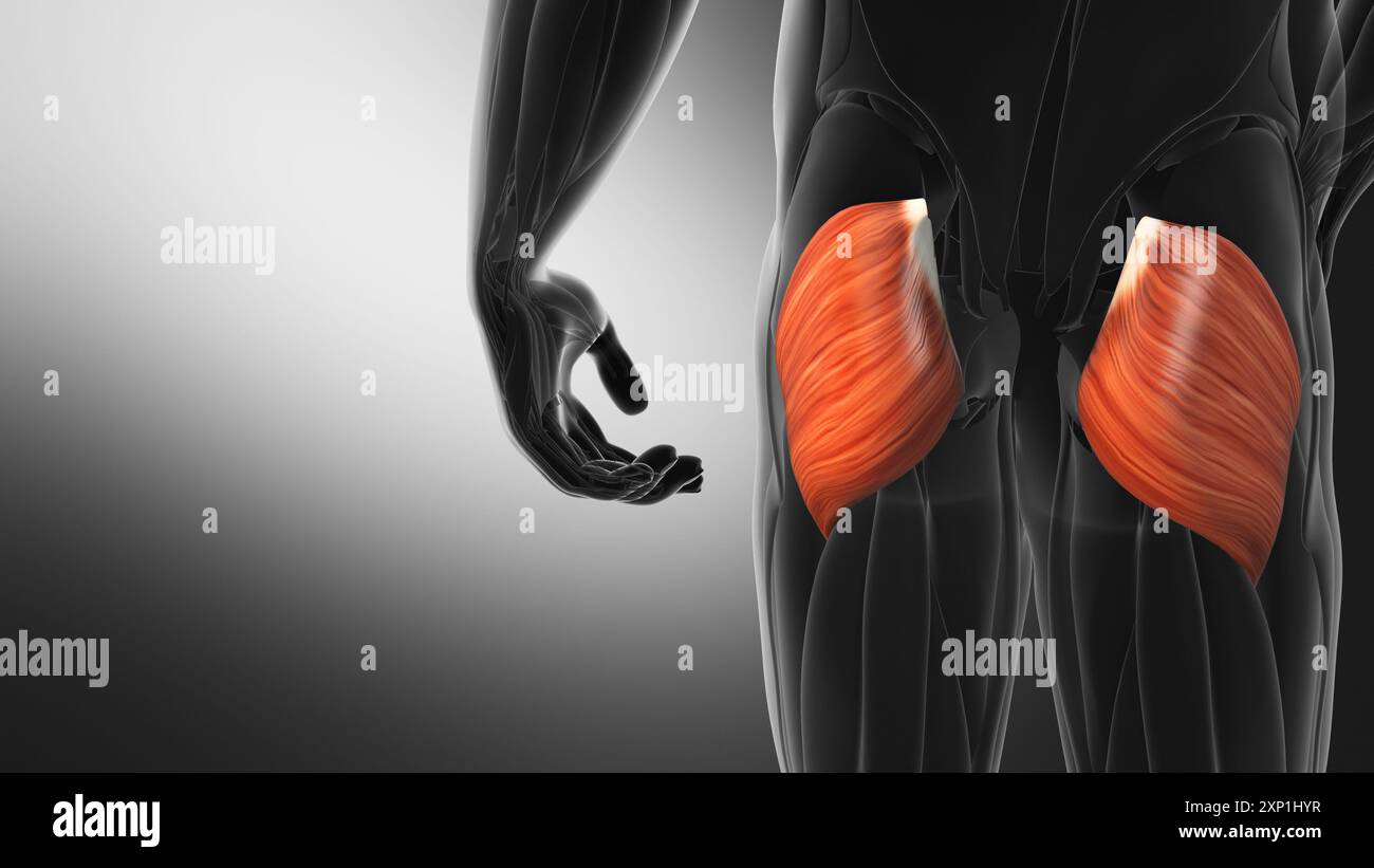 Anatomie des Musculus gluteus Maximus Stockfotografie - Alamy