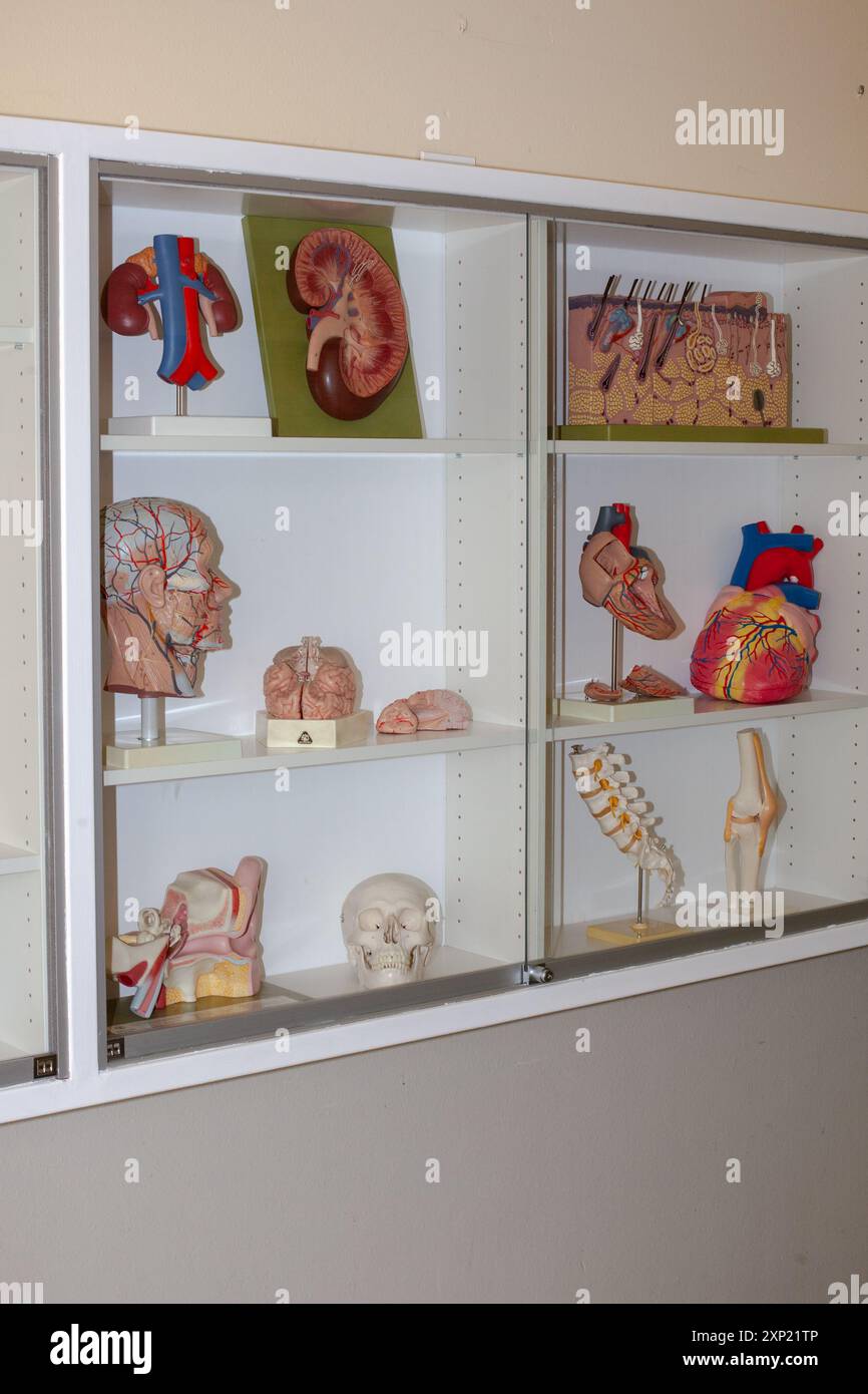 Studium der menschlichen skelettanatomie -Fotos und -Bildmaterial in hoher Auflösung – Alamy