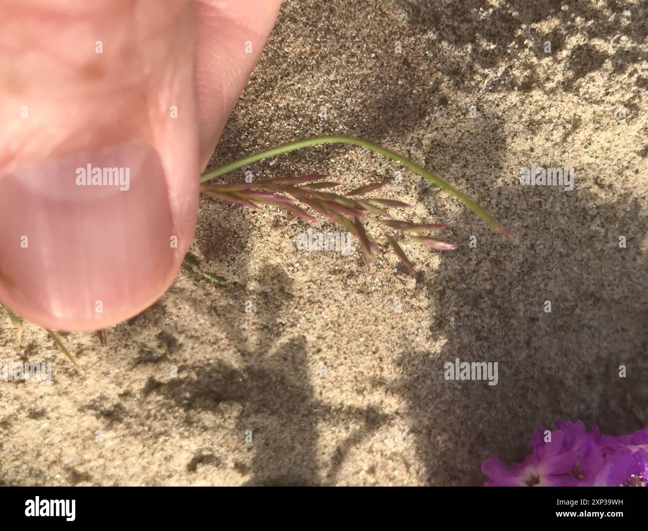 Arabicus gras -Fotos und -Bildmaterial in hoher Auflösung – Alamy