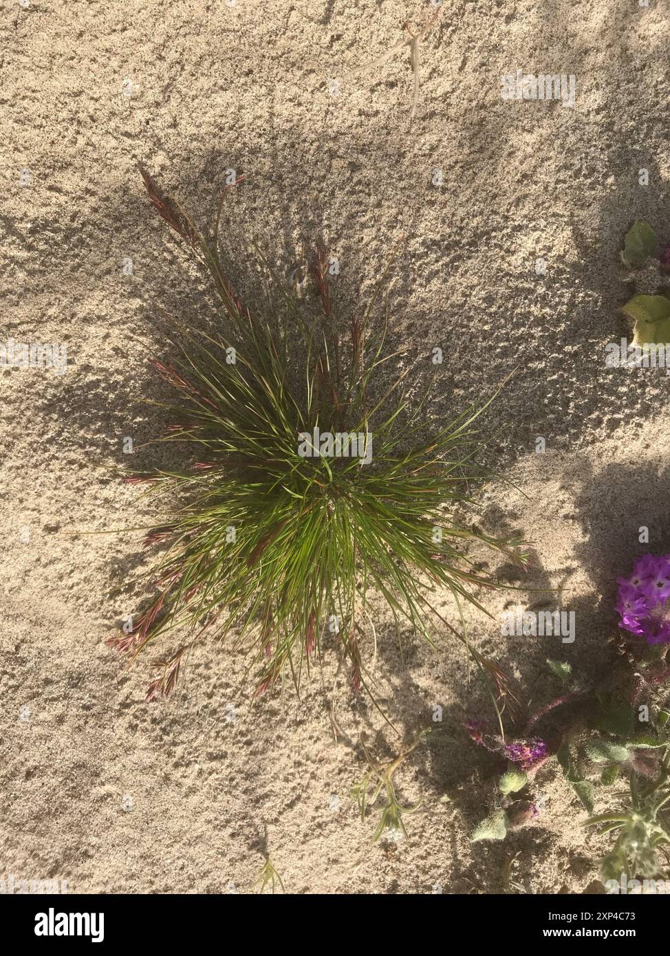 Arabicus gras -Fotos und -Bildmaterial in hoher Auflösung – Alamy