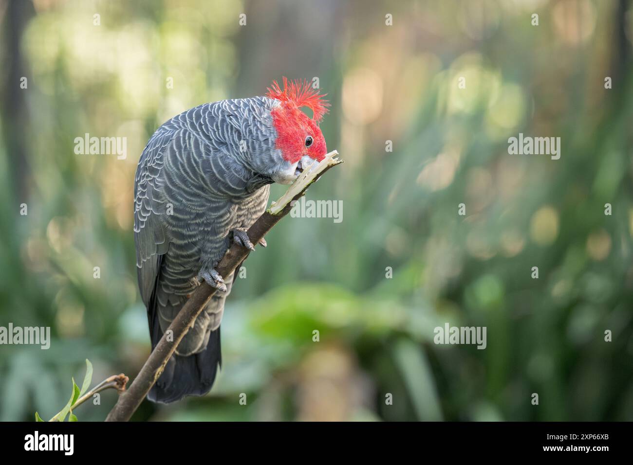Ein einziger männlicher Gangs-Kakadu, der sich in einem alpinen Waldgebiet in New South Wales ...