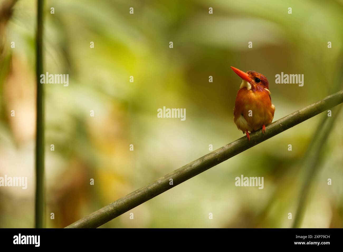 Der Sulawesi zwergeisenvogel (Ceyx fallax) ist eine Vogelart aus der ...