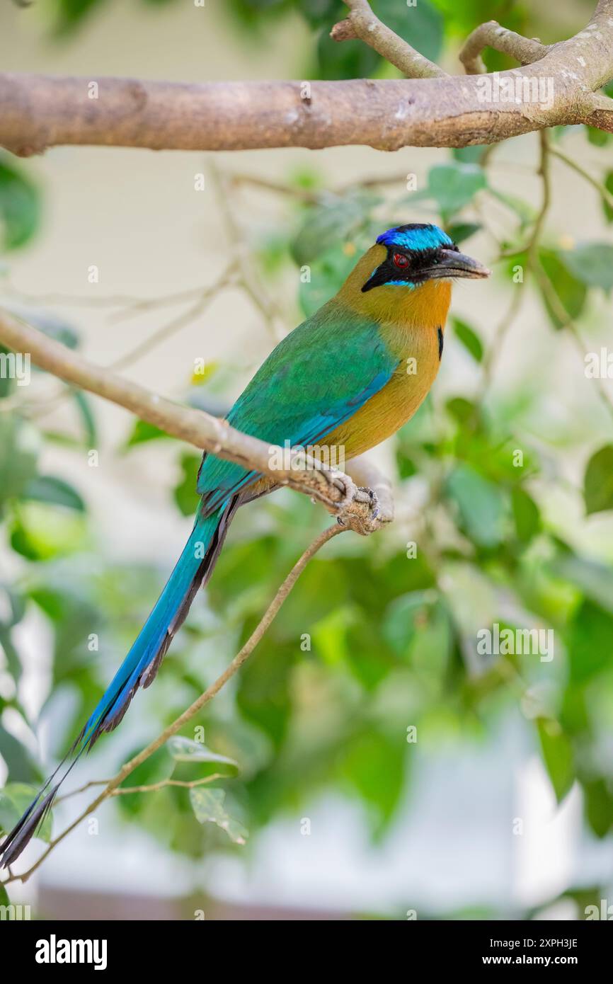 Die Amazonas-Motmotte (Momotus momota) ist ein farbenfroher, fast ...