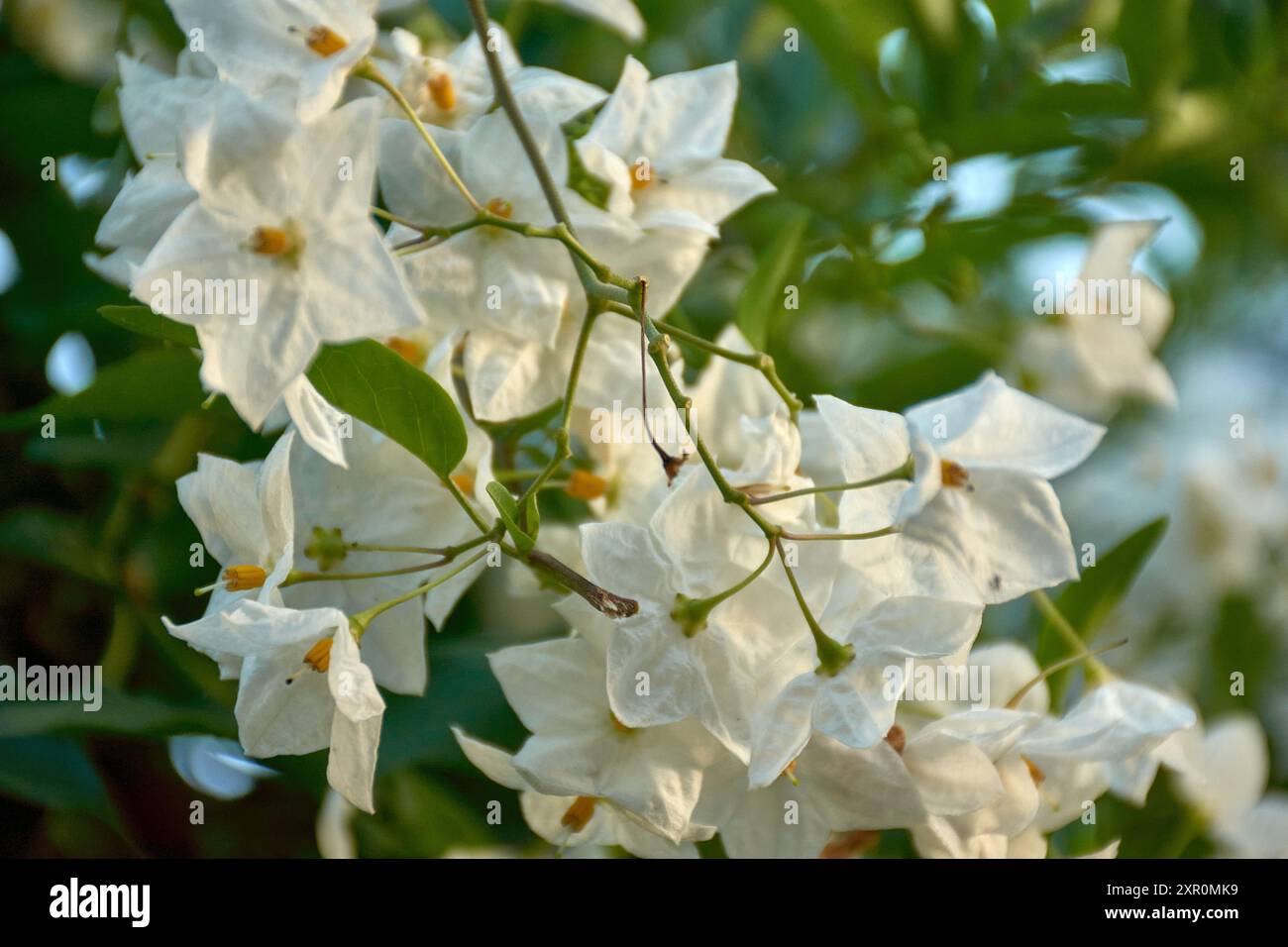 Manto de maria -Fotos und -Bildmaterial in hoher Auflösung – Alamy